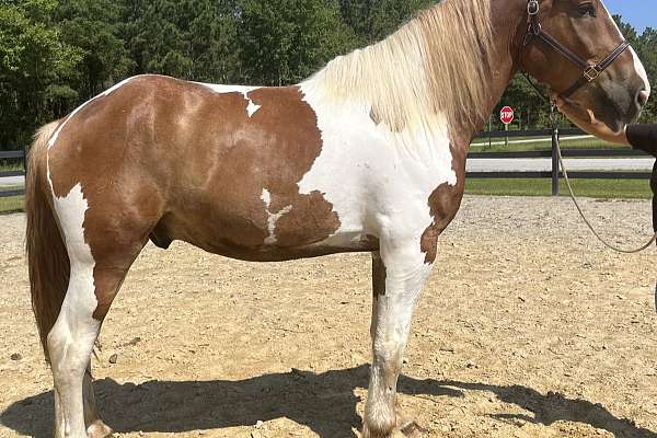 Spotted Draft Gelding