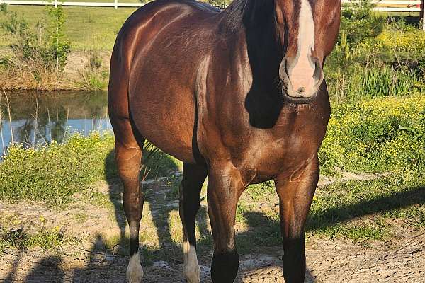 2016 Bay TB Gelding