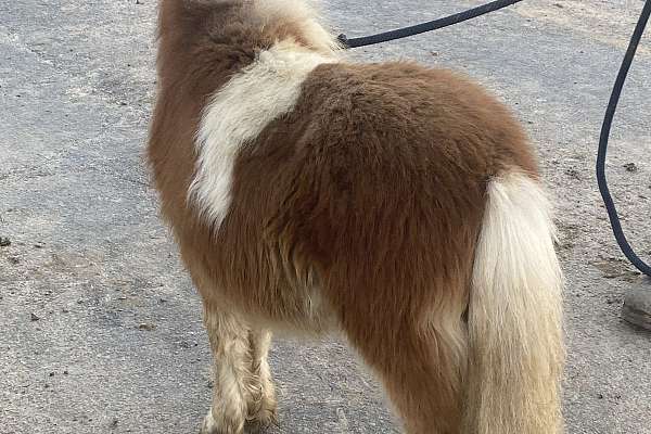 Cute Little Pinto Colt