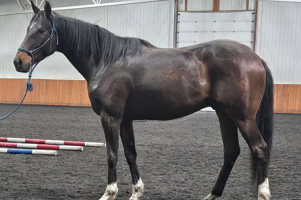 English/ Western Pleasure/ Hunter Kind 2021 Thoroughbred Gelding