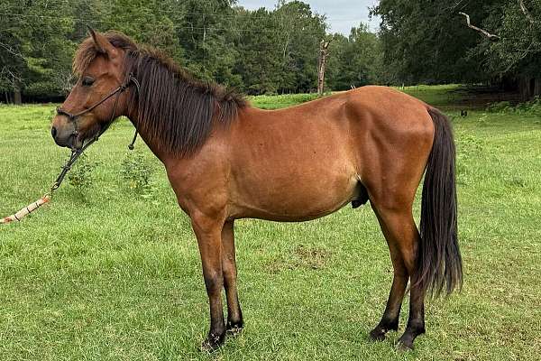2024 Colt 3/4 Icelandic 1/4 Standardbred -He's Got Gait, Gait, Gait