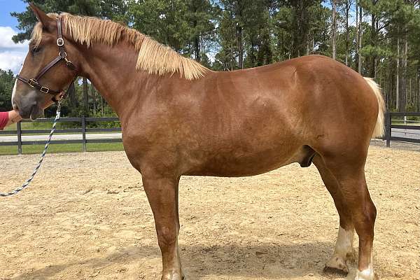 Gentle Belgian Gelding