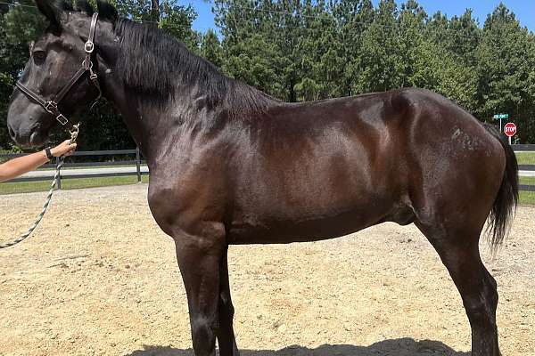 Big Percheron Gelding