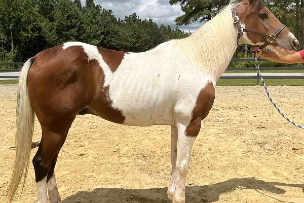Cute Paint Gelding
