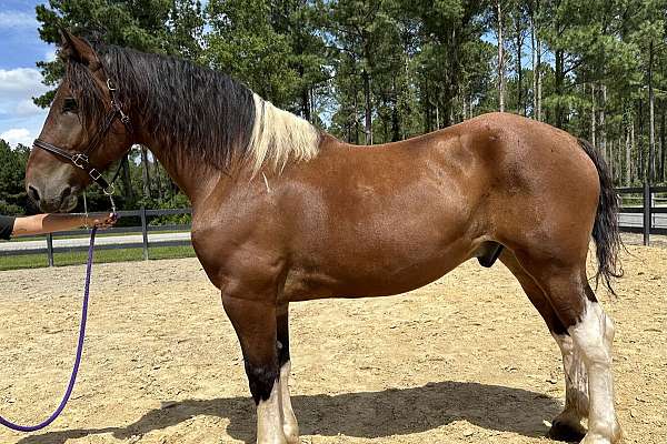 Spotted Draft Gelding