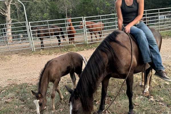 Well Broke and Gentle Mare With Colt On Her Side - Grace and Virgil