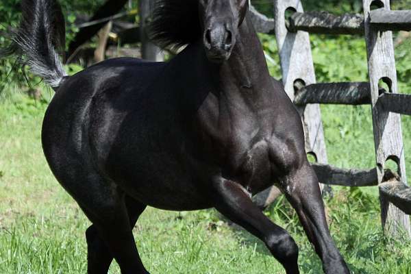 Straight Egyptian Black Colt