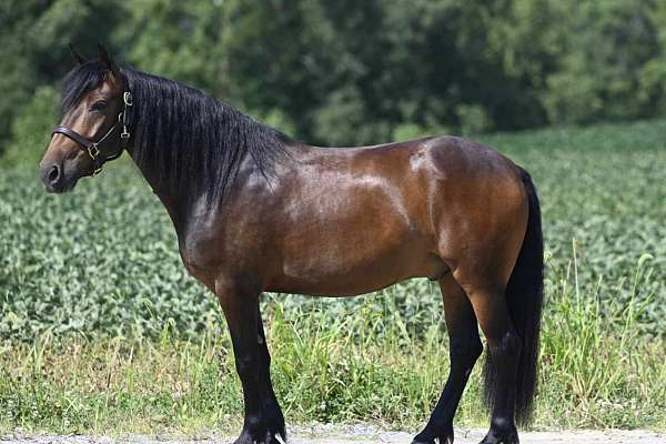 2020 Bay Quarter Horse/Fell Cross Gelding