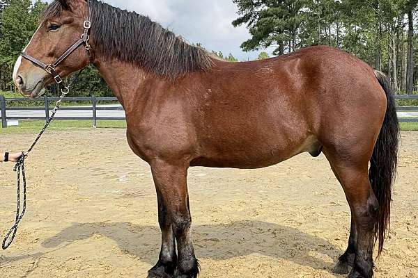 Percheron Belgian Cross