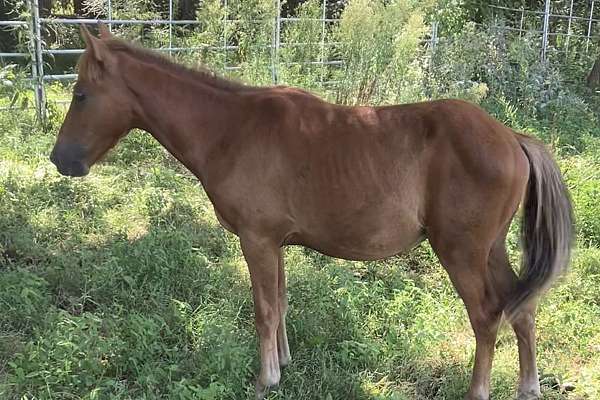 Rusty; Please Read Complete Ad Before Responding