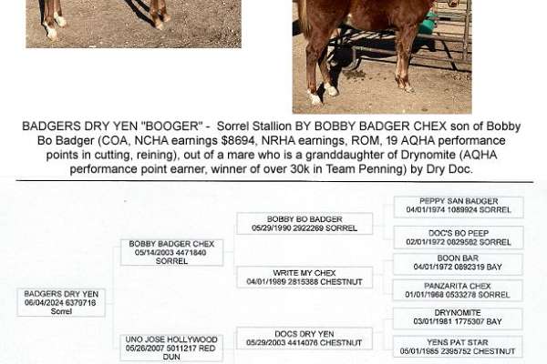 Nice Yearling Sorrel Colt