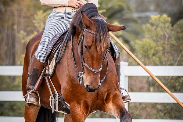 Trail Horse Deluxe - Warlander Mare (Andalusian X Friesian)