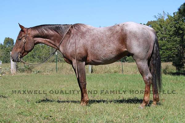 Registered Roan Gelding