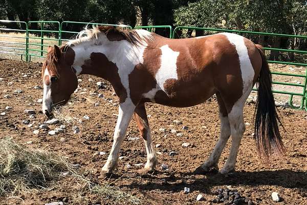 Gypsy/Paint Cross 2 Year Old, Ready to Start