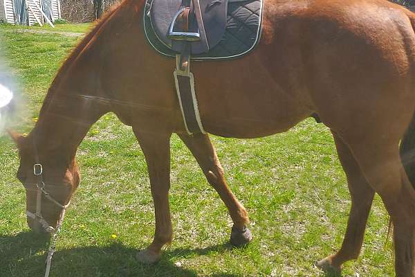 Hunter Jumper or Eventer Prospect