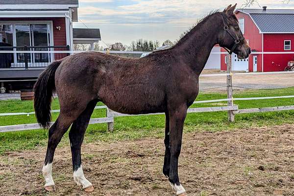 2024 Jumper/Eventer Prospect Colt by Quidam Blue