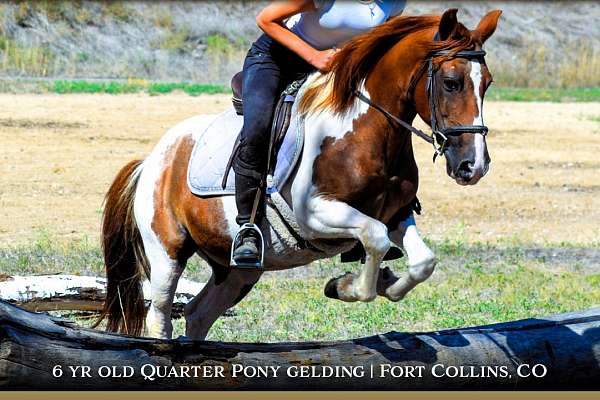 Ashby~Super Cute & Fun Babysitter*Lesson/Trail/Jump/Show/4H Gelding