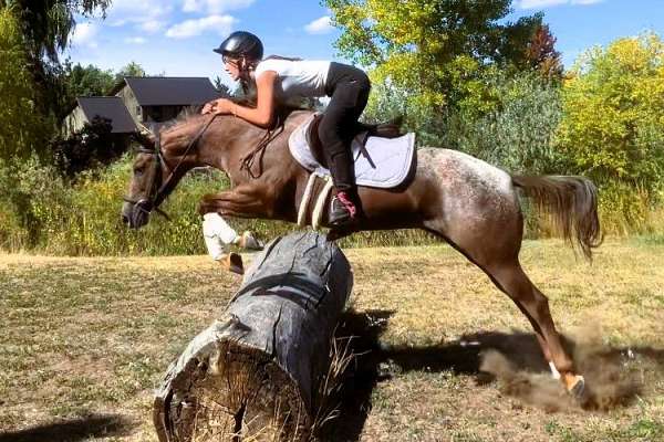 Pixie~Super Cute & Fun Playday/Lesson/Family/Trail POA Mare