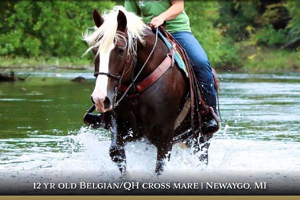 Koffee~Flashy*Fun*Safe*Super Nice All Around Family/Trail Draft Cross Mare