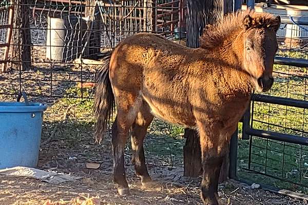Pony Stud Colt