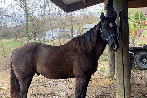 13 Yr Old Ranch/Trail Gelding