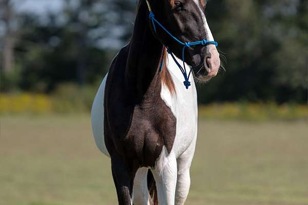Precious Spotted Saddle Pony