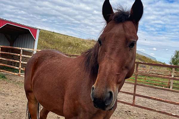 Sweet 12.2hh Bay Welsh Pony Gelding - 11 Years Old