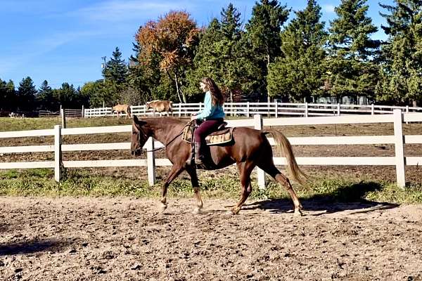Seasoned, Smooth & Safe - Gaited Trail Horse for Sale