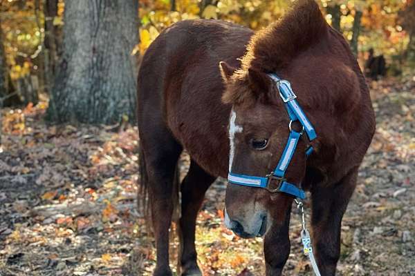 Cute Mini Gelding