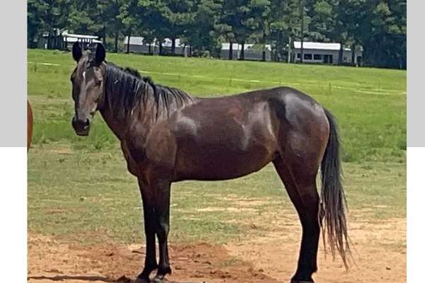 Liberty Champion Sweet Mare Under Saddle