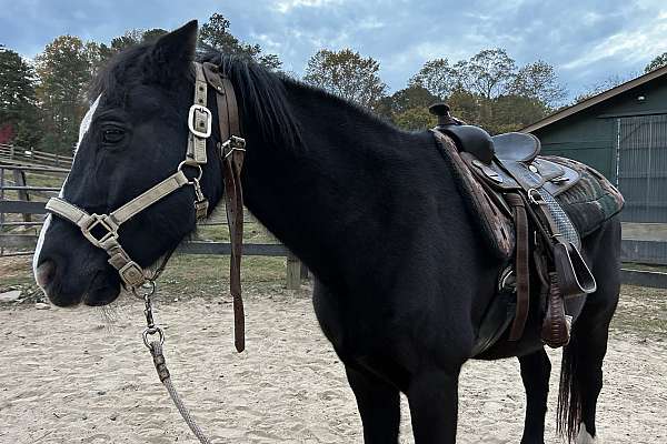 Jack - Super Easy, Hackney Pony