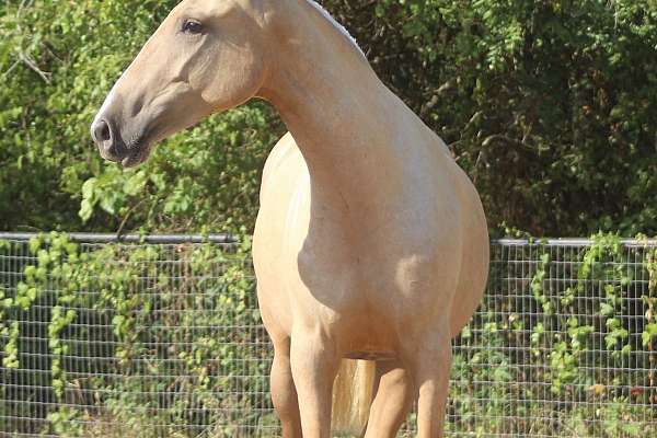 2025 ANCCE PRE Foal by Imported Champion PRE Stallion Out of Palomino Cutie