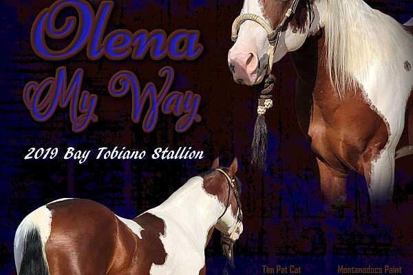 Olena My Way - APHA Stallion