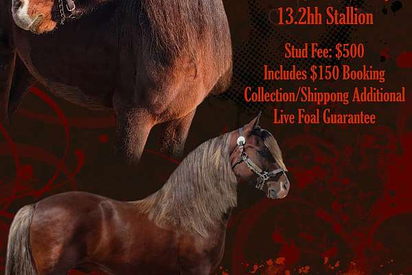 All Hallows Eve - Silver Bay Quarter Pony Stallion