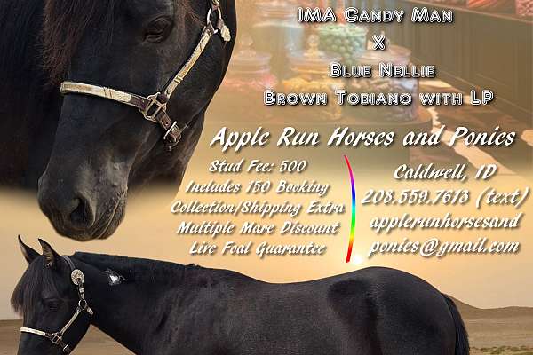 Candy On the Dot - Quarter Pony Stallion