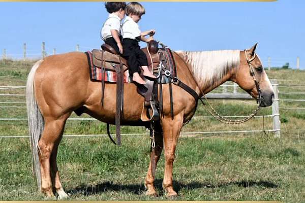 Partner~Stunning & Super Broke*Ranch/Family/Trail QH Gelding