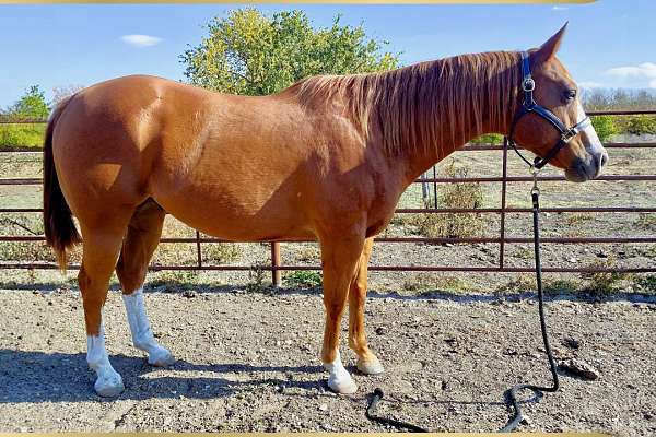 Fearless in Chrome~Super Gentle & Safe*Husband Horse Deluxe*AQHA Gelding