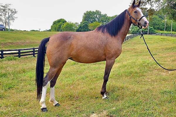 Miranda -Flashy* Fun* Smooth Gaited* Buckskin* Kentucky Mountain* Mare