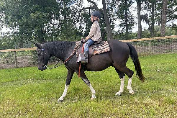 Gentle Quiet Field Trial, Trail Ride Pony for Family