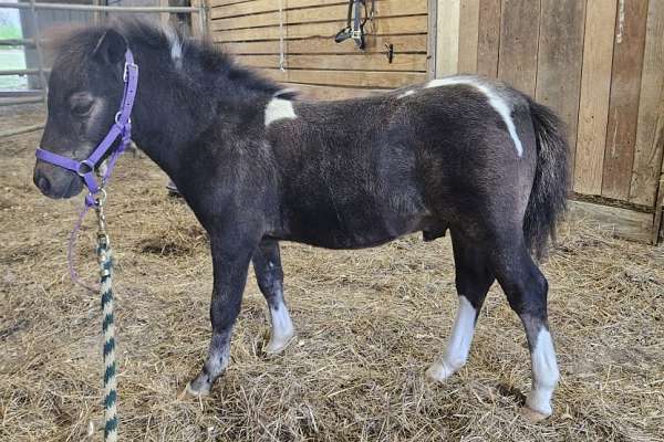 Miniature Pinto Colt 2024
