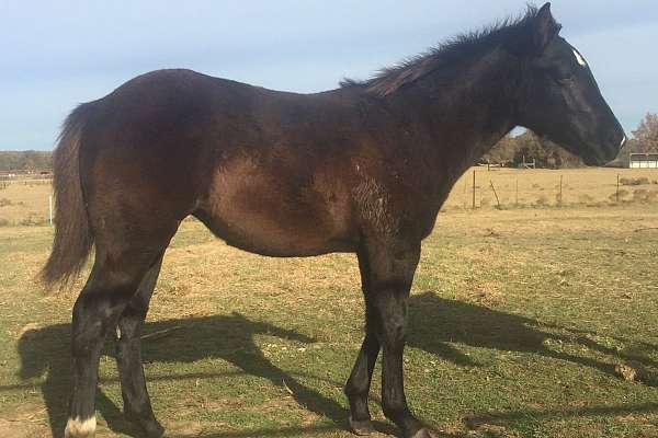 Poco Becky Lou Six Month Old Black Filly