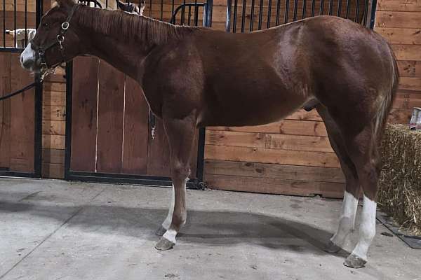 Handsome APHA Colt With Chrome- Sire is a Wolrd Champion