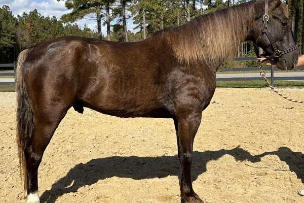 Sorrel Morgan Gelding