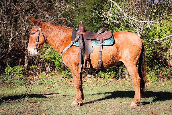 Gentle Seasoned and Experienced Red Dun John Mule, Easy to Ride