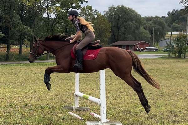 Super Safe and Quiet Mare Ready to be Your New Best Friend!