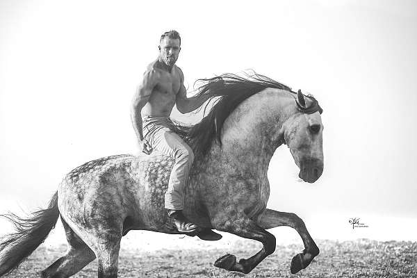Imported PRE National Champion Stallion