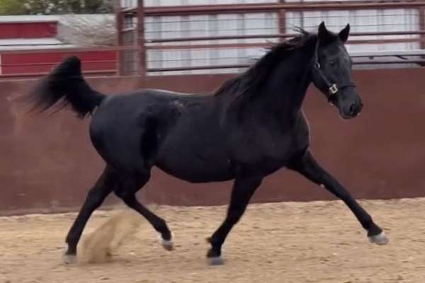 Black Saddlebred Mare