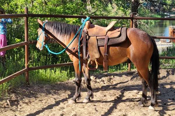 Sold 8 Yr Old Green Broke Mustang Gelding