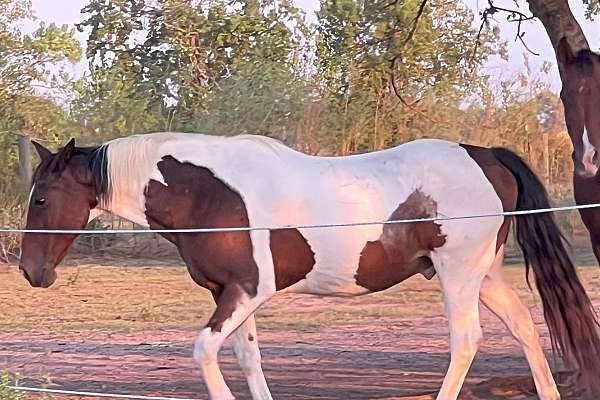 Sweet 13 Year Old Paint Pony Gelding