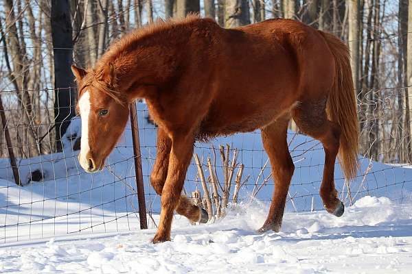 Darling Welsh Morgan Cross Filly, Promising Sport Pony!